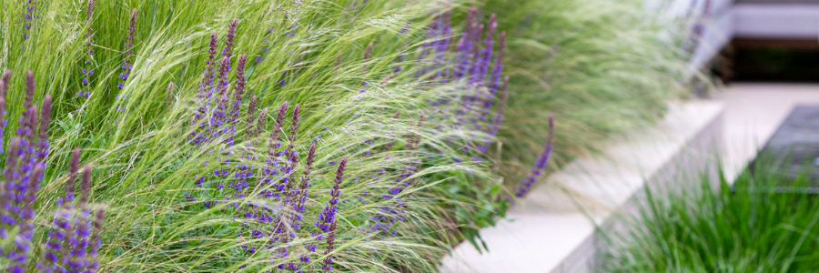 Buy Ornamental Grass Plants Online in Ireland | Best Ornamental Grasses ...