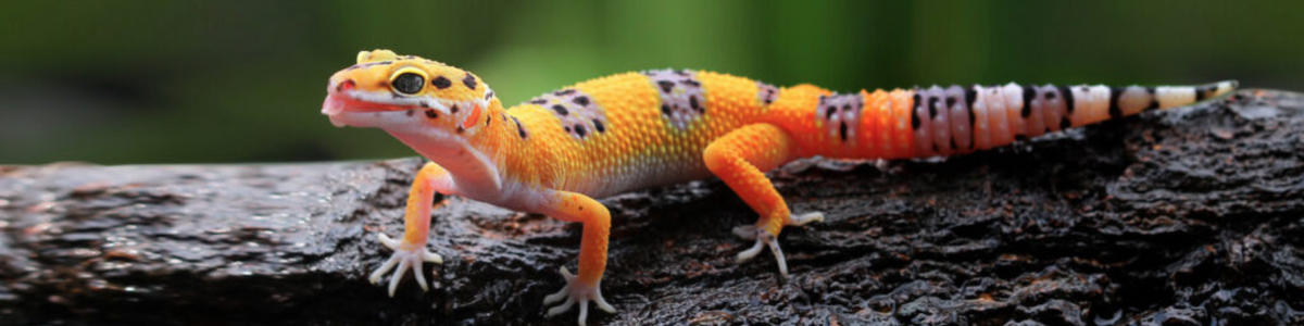 Reptile Shop Dublin | Pet Reptiles For Sale | Snakes, Lizards ...