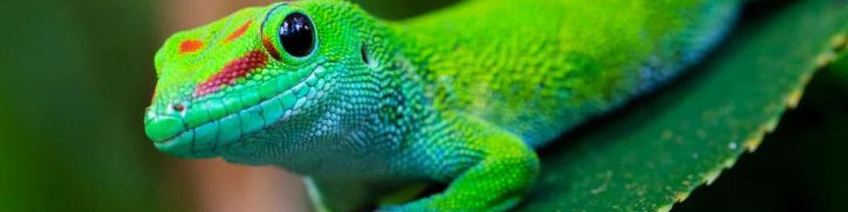 Buy Reptiles Online Ireland | Snakes, Lizards, Amphibians, Tortoises ...