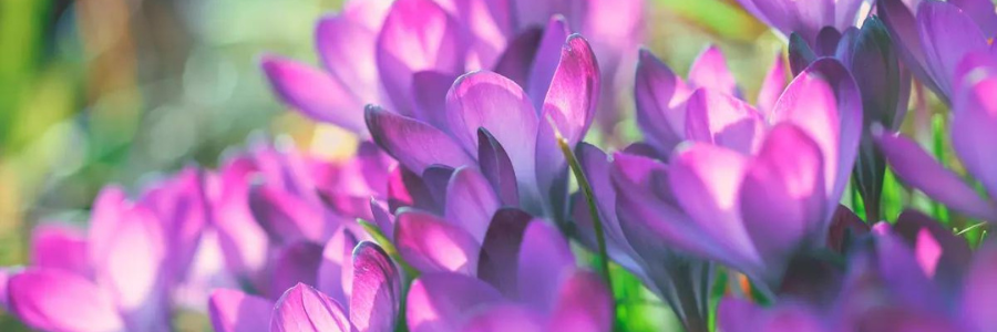 Buy Spring Flowering Crocus Bulbs Online Ireland | All Crocus Bulbs ...