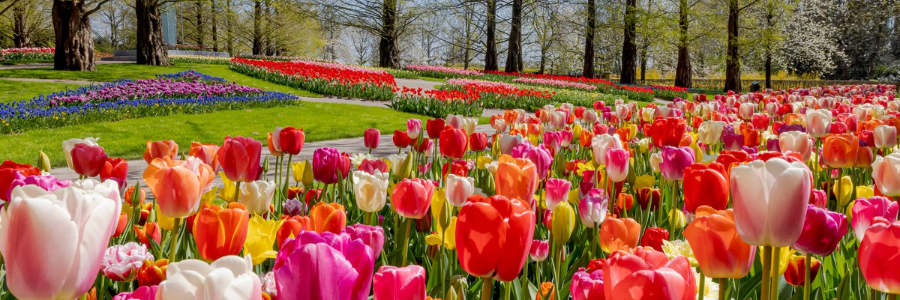 Buy Spring Bulbs Online Ireland | Buy Daffodils, Tulip Bulbs, Crocus ...