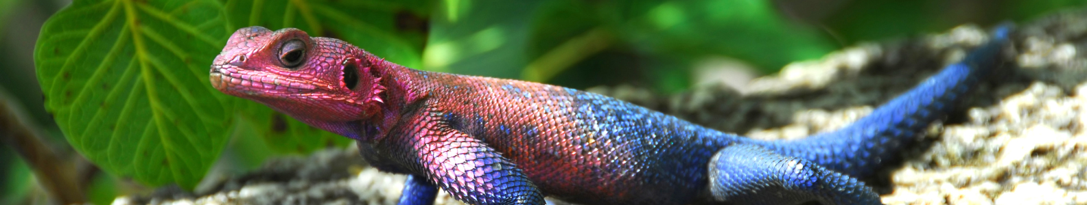 Buy Reptiles Online Ireland | Reptile Centre Ireland | Jumping Spiders ...