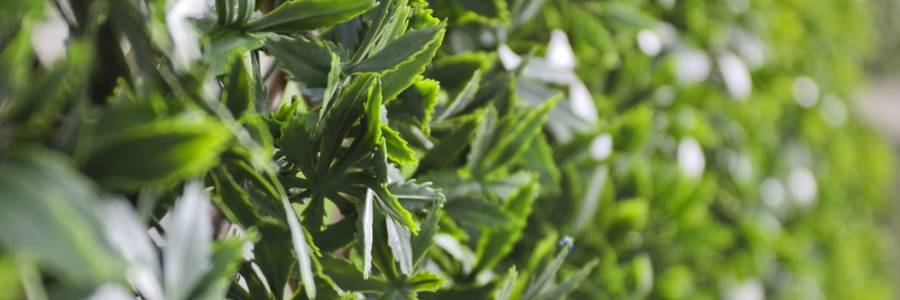 Buy Wonderwall Expandable Artificial Screening Online Ireland | Buy ...