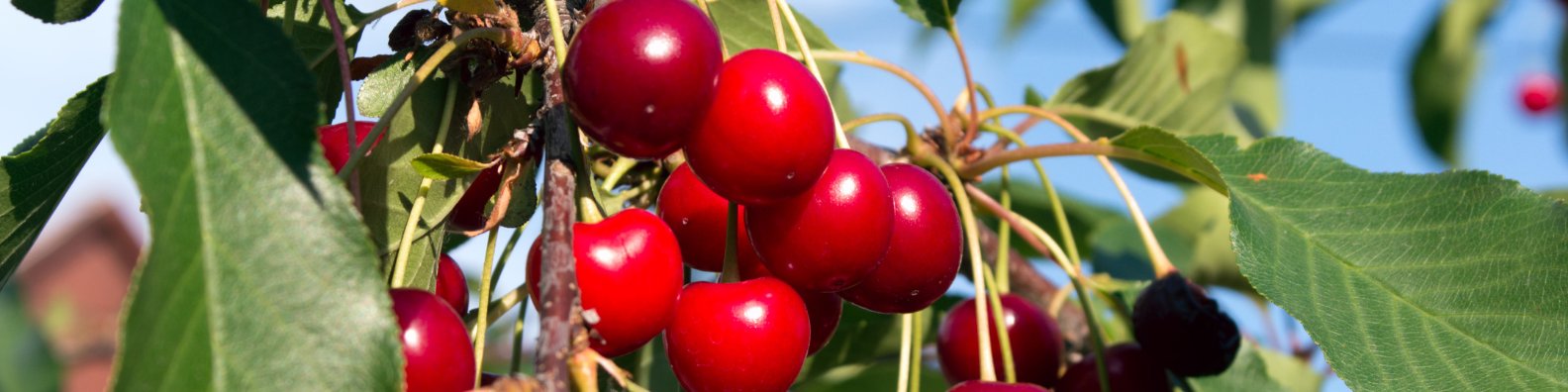 Buy Edible Cherry Trees Online Ireland | Morello Cherry Trees For Sale ...