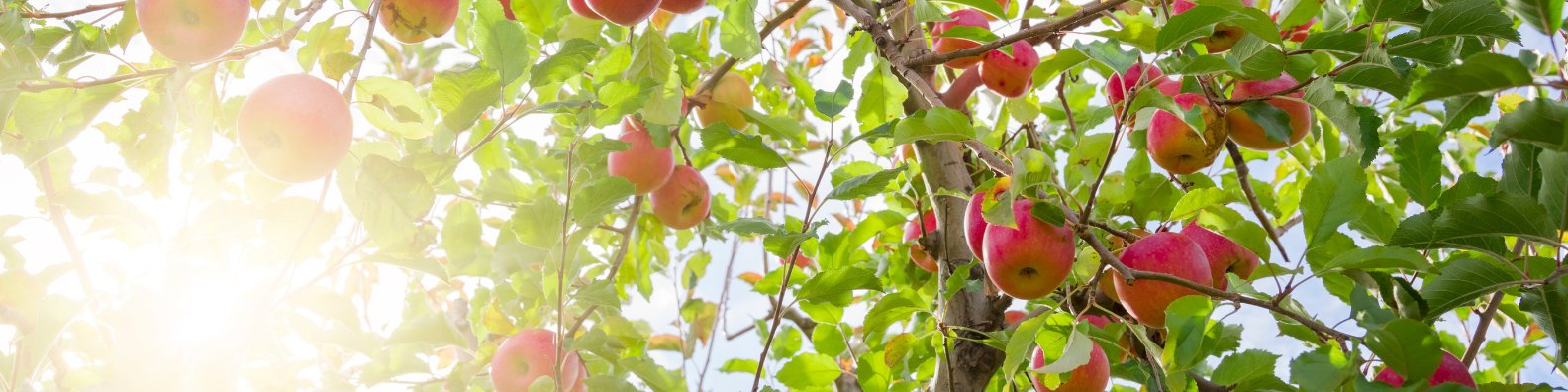 Buy Apple Trees Online Ireland | Apple Trees For Sale Ireland ...