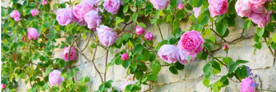 Buy Climbing Roses Online Ireland | Buy Rambling Roses Ireland ...
