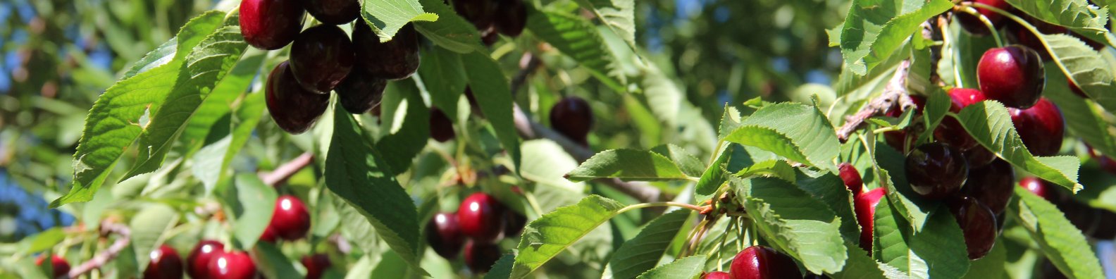Buy Fruit Trees Online | Fruit Trees Sale Ireland | Apple Trees | Pear ...