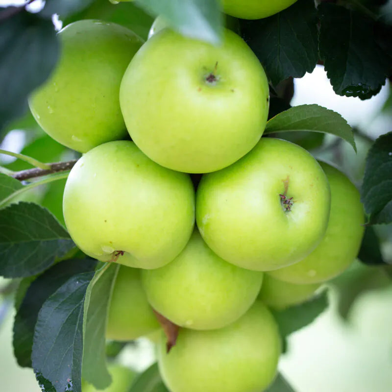 Apple 'Grenadier' - Self Fertile Cooking Apple Tree — Newlands Garden ...