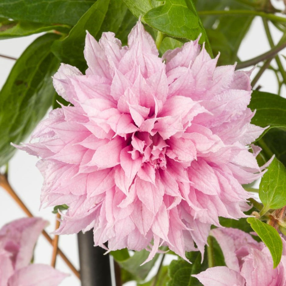 Buy Climbing Plants Online | Buy Clematis Online | Ireland's Leading ...