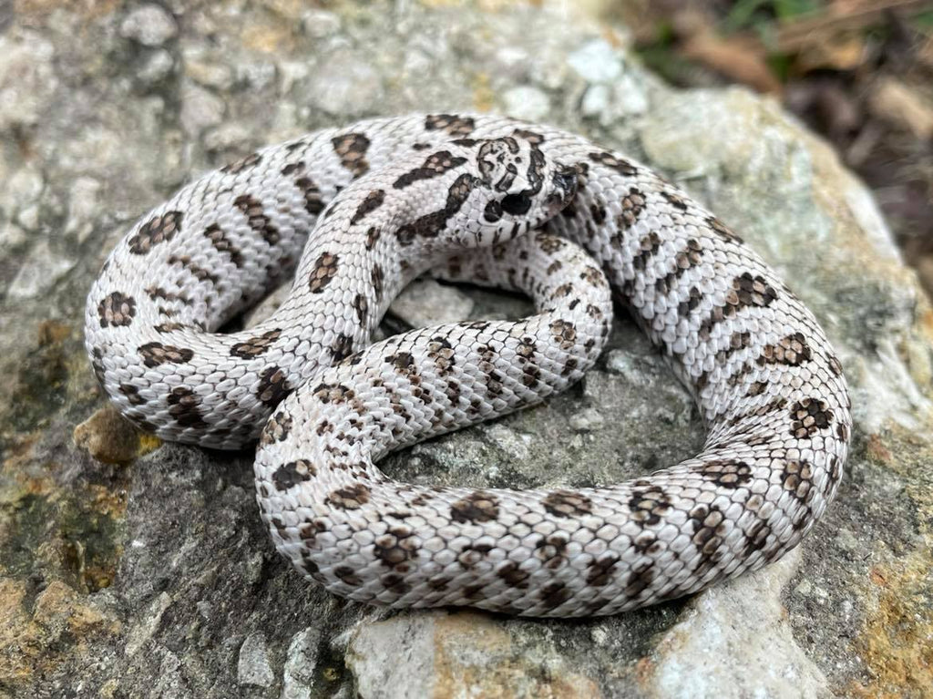 Buy Snakes Online Ireland | Reptiles, Invertebrates & Amphibians ...