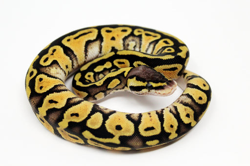 Buy Snakes Online Ireland | Reptiles, Invertebrates & Amphibians ...