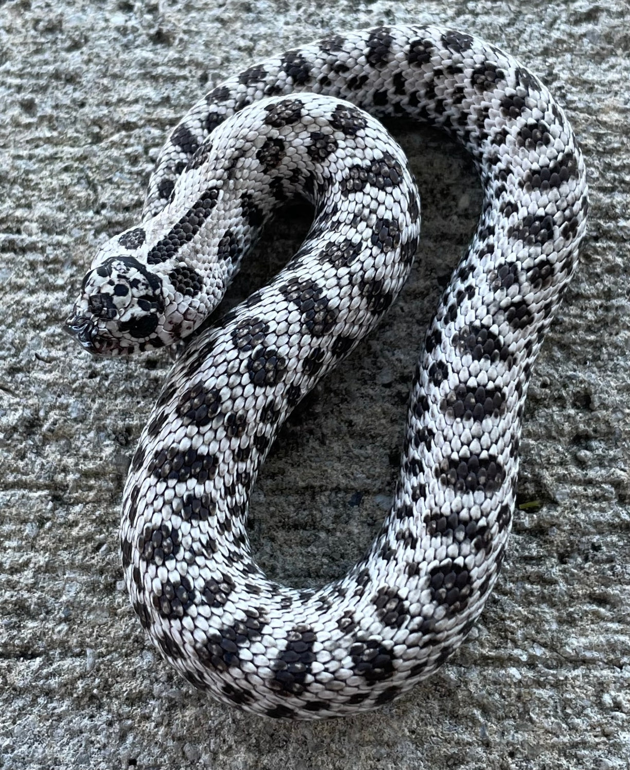 Buy Snakes Online Ireland | Reptiles, Invertebrates & Amphibians ...