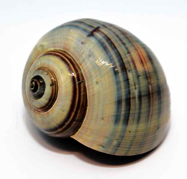 Hermit Crab Shell | Opening 3-4cm — Newlands Garden Centre