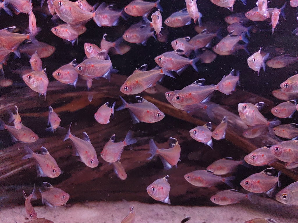 Buy Tropical Fish Online Ireland | Buy Freshwater Fish Online | Buy ...