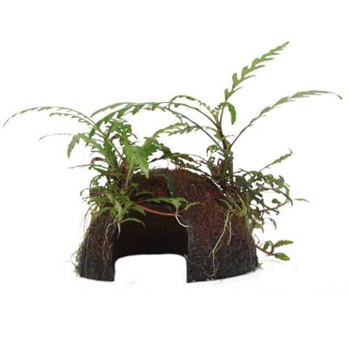 Hygrophila Pinnatifida On Coconut Shell — Newlands Garden Centre