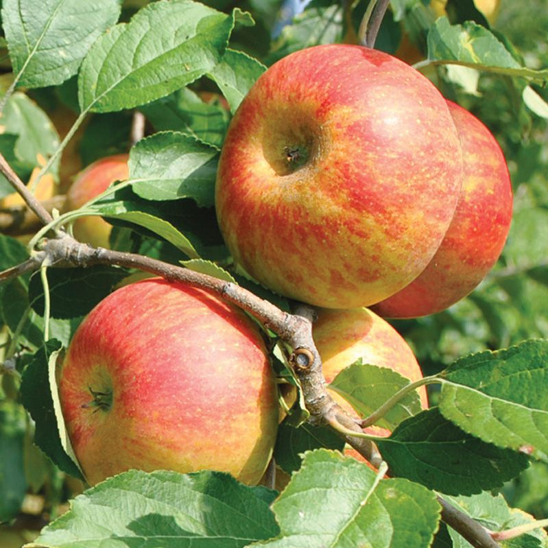 Buy Apple Trees Online Ireland | Apple Trees For Sale Ireland ...