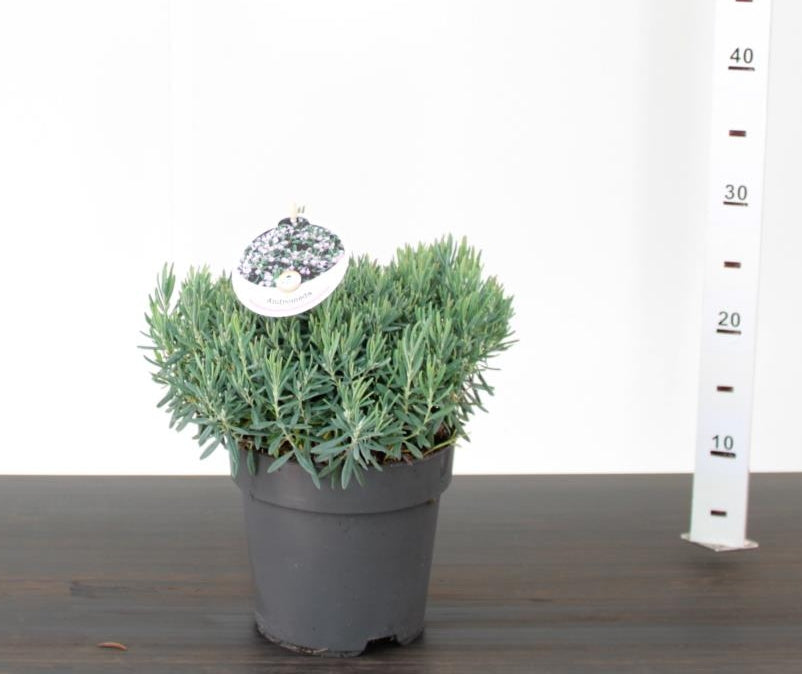 Andromeda polifolia 'Blue Ice' (2 Litre) — Newlands Garden Centre
