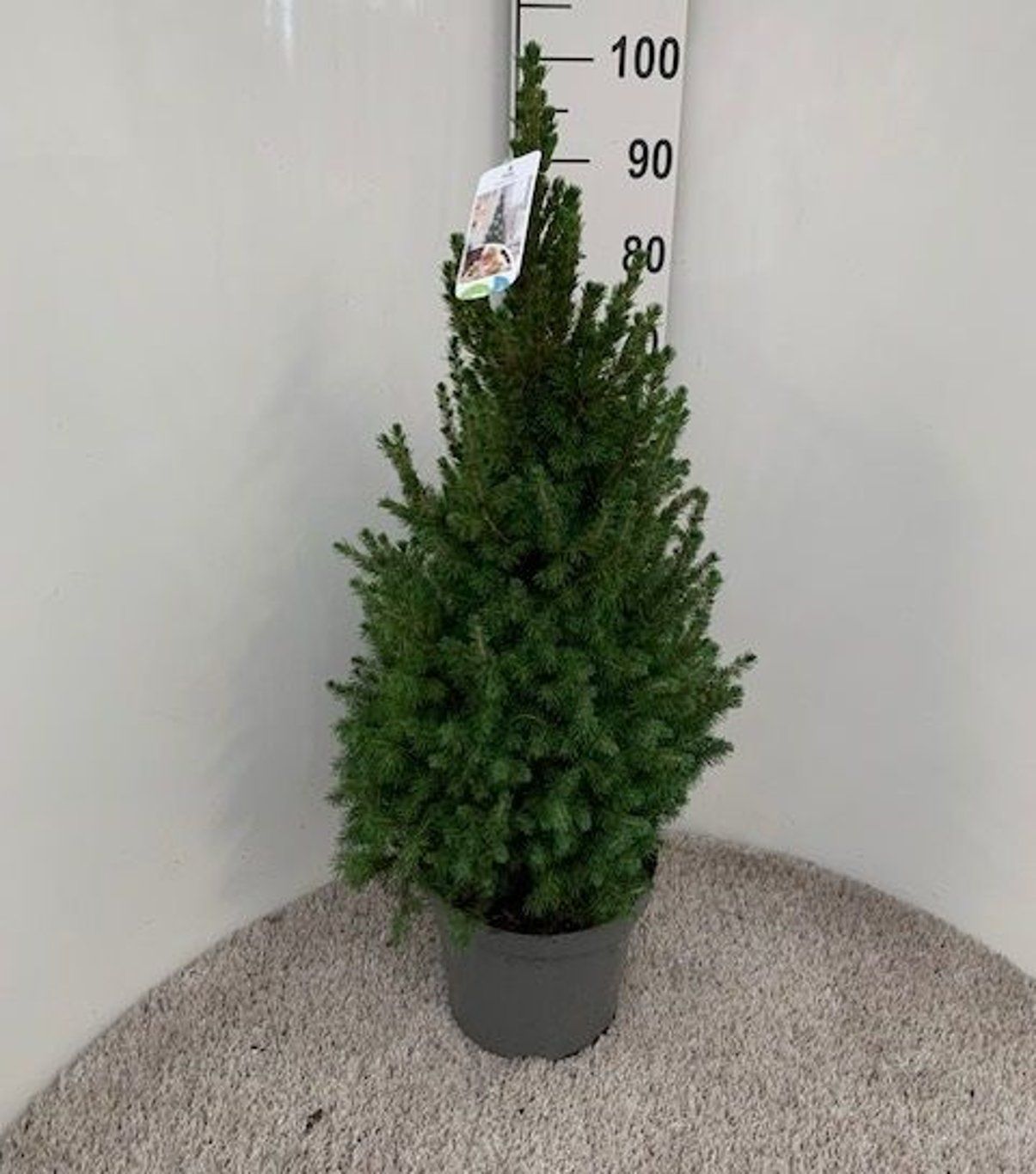 Picea glauca 'Conica' 70-80cm Tall 7.5 Litre — Newlands Garden Centre
