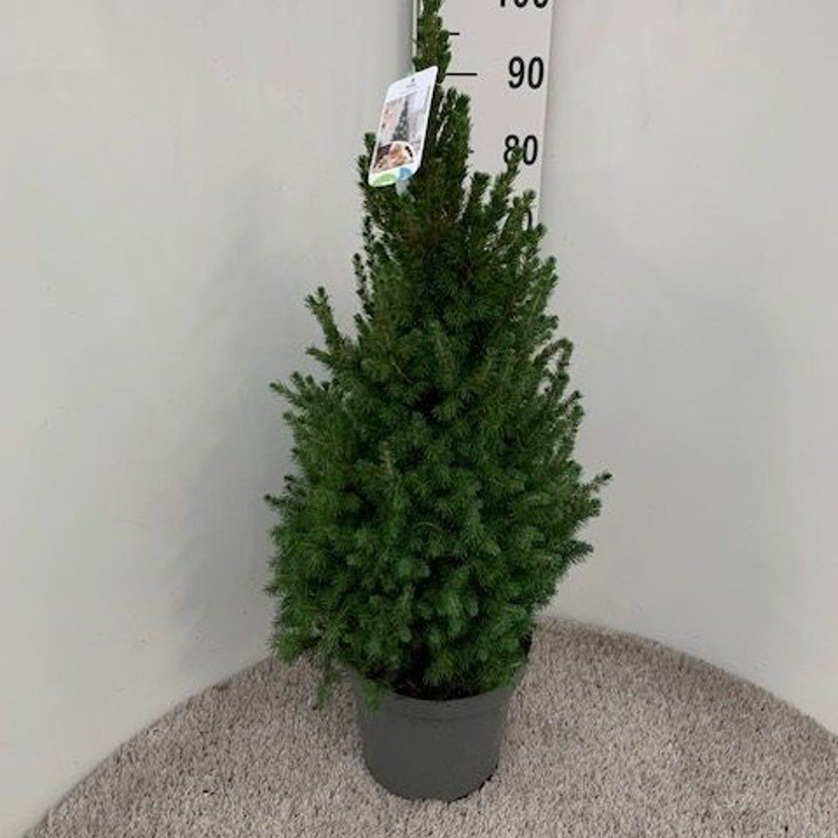 Picea glauca 'Conica' 70-80cm Tall 7.5 Litre — Newlands Garden Centre