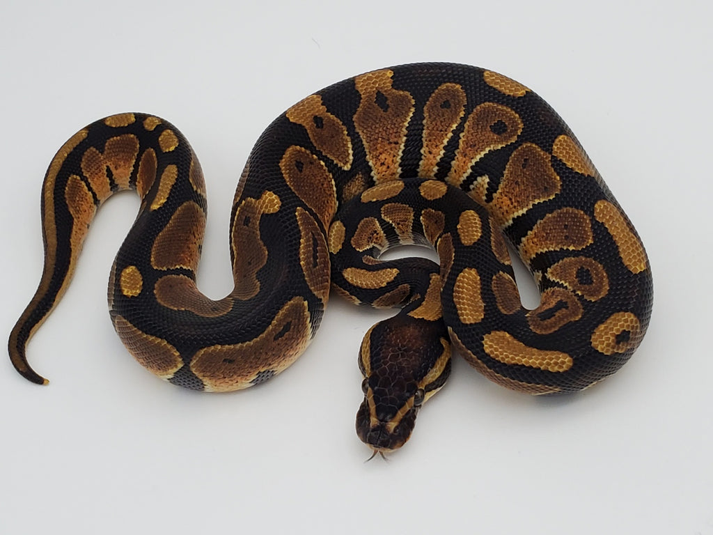 Buy Snakes Online Ireland | Reptiles, Invertebrates & Amphibians ...