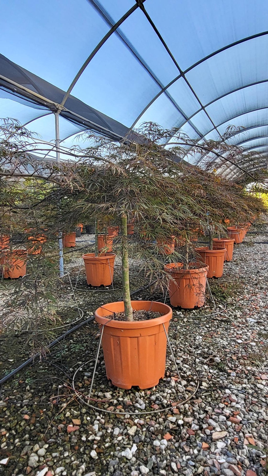 Buy Ornamental Trees Online Ireland | Buy Trees For Your Garden Online ...