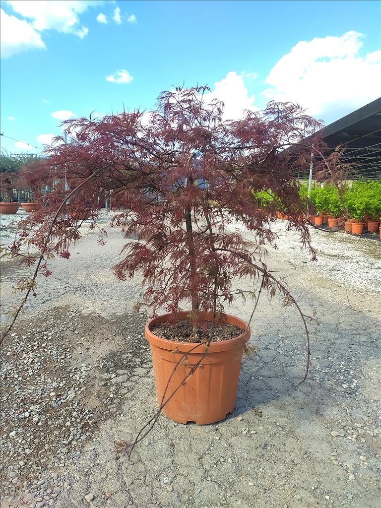 Buy Ornamental Trees Online Ireland | Buy Trees For Your Garden Online ...
