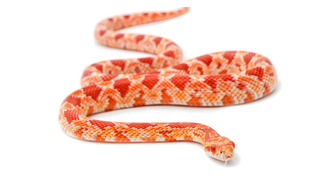 Buy Snakes Online Ireland | Reptiles, Invertebrates & Amphibians ...