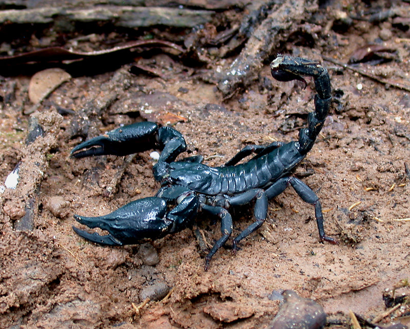 Asian Forest Scorpion — Newlands Garden Centre
