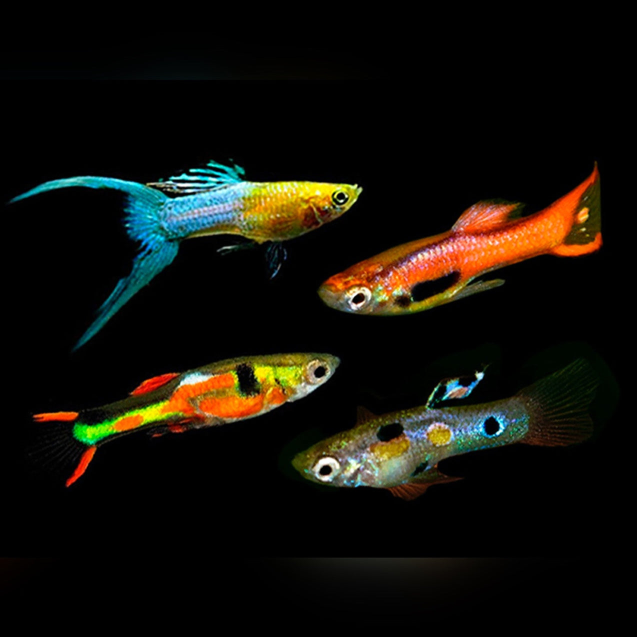 Endler Guppy Assorted Male (L) — Newlands Garden Centre
