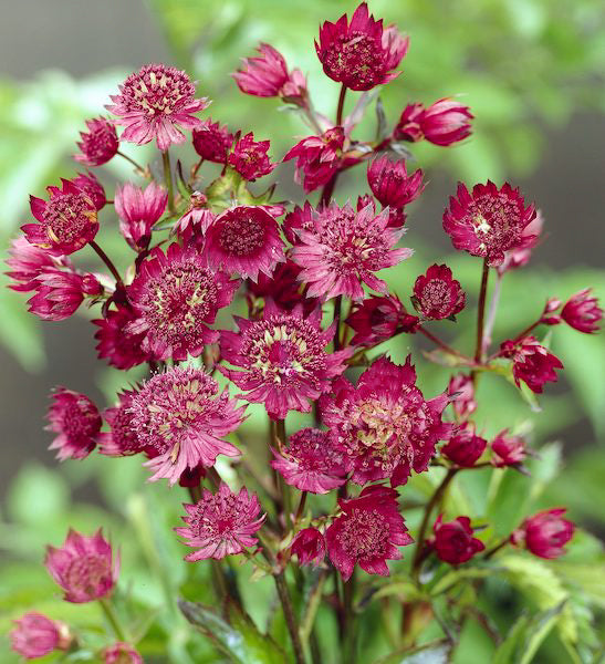 Astrantia Ruby Wedding 2 Litre — Newlands Garden Centre