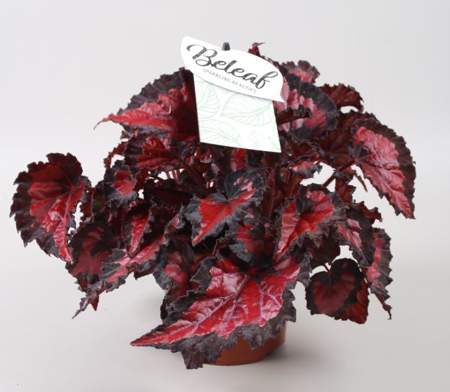 Begonia (Beleaf) 'Inca Night' / P12 — Newlands Garden Centre