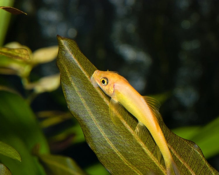 Buy Tropical & Coldwater Fish Online Ireland | Tropical Fish Store ...