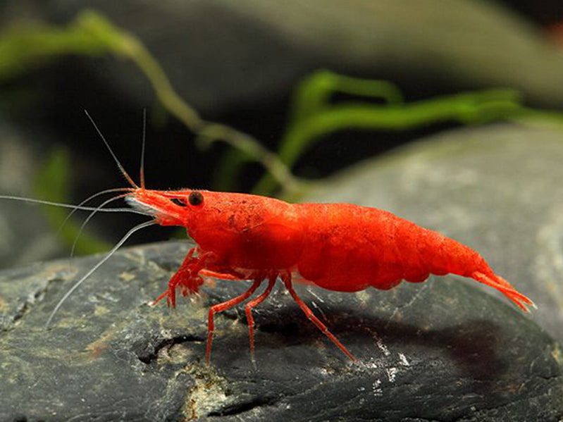 Buy Tropical & Coldwater Fish Online Ireland | Tropical Fish Store ...