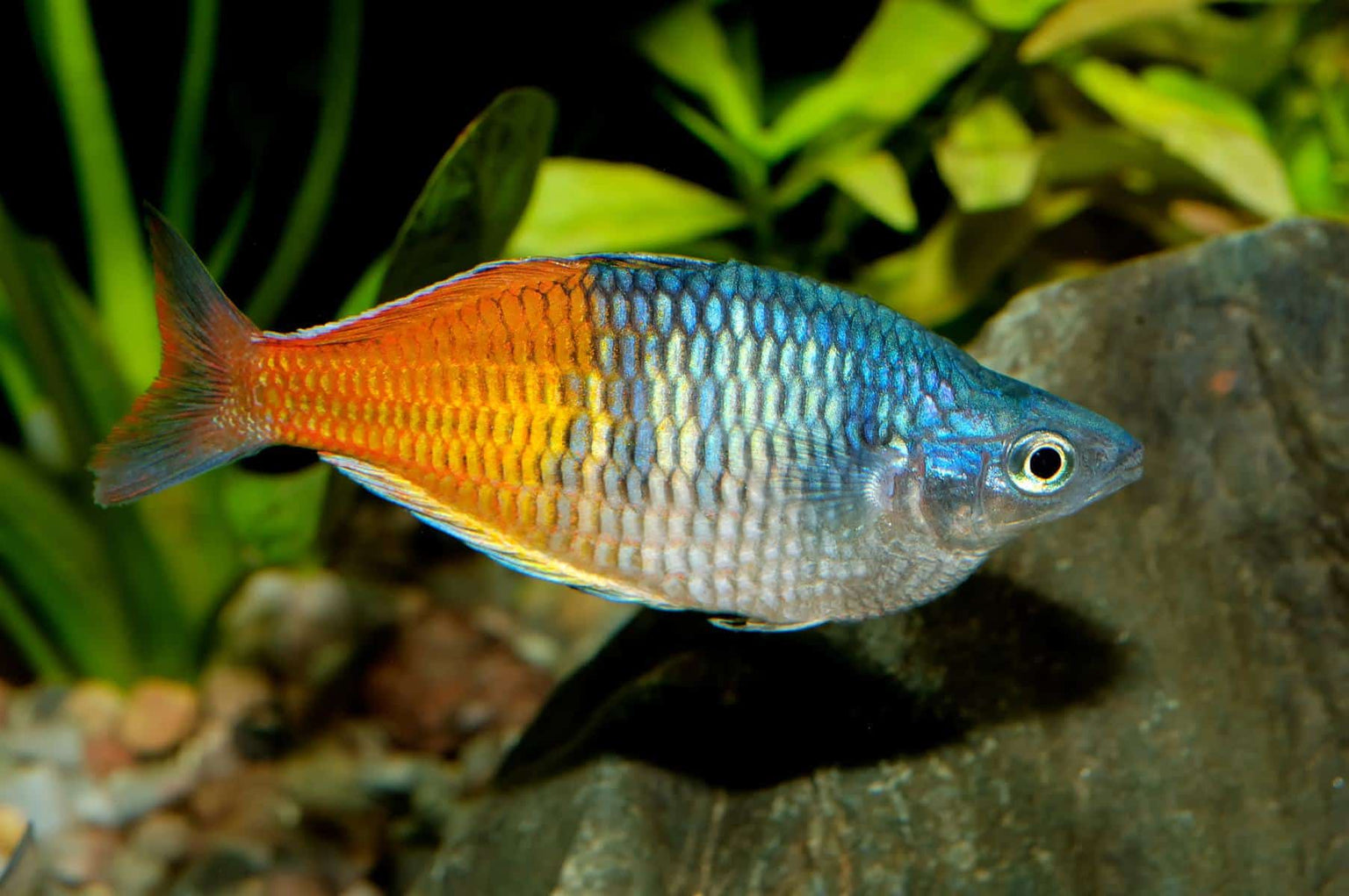 Buy Tropical & Coldwater Fish Online Ireland | Tropical Fish Store ...