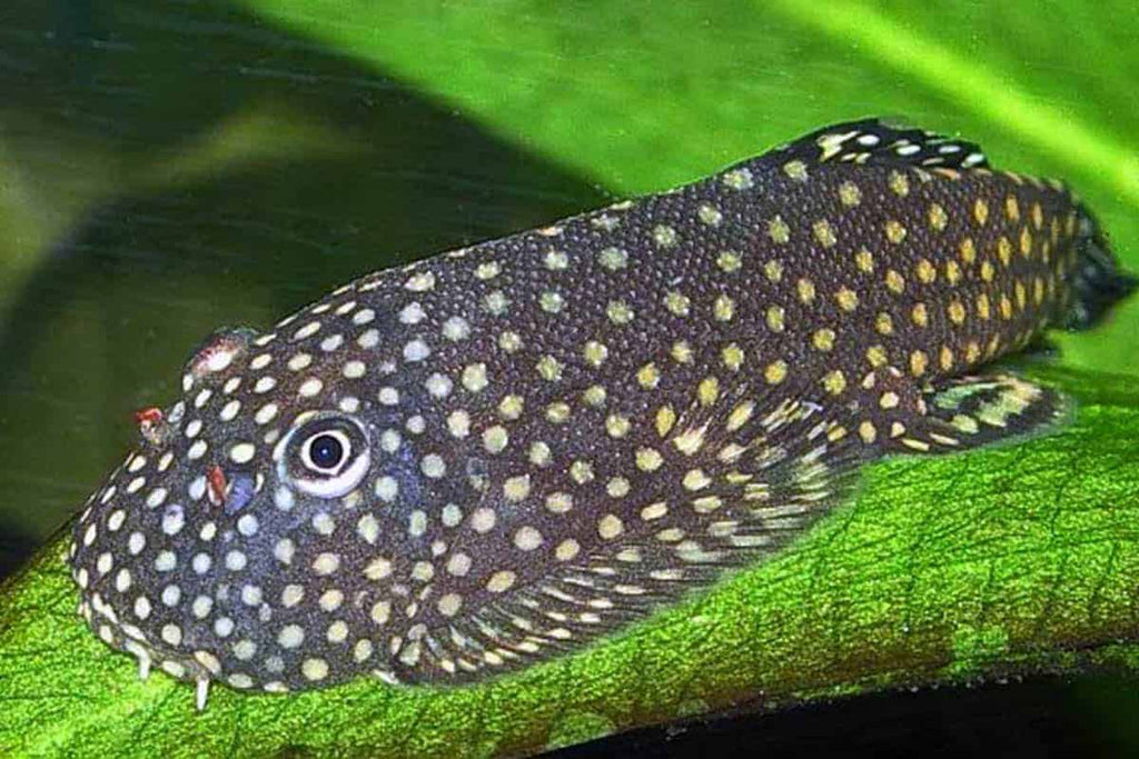 Buy Tropical & Coldwater Fish Online Ireland | Tropical Fish Store ...