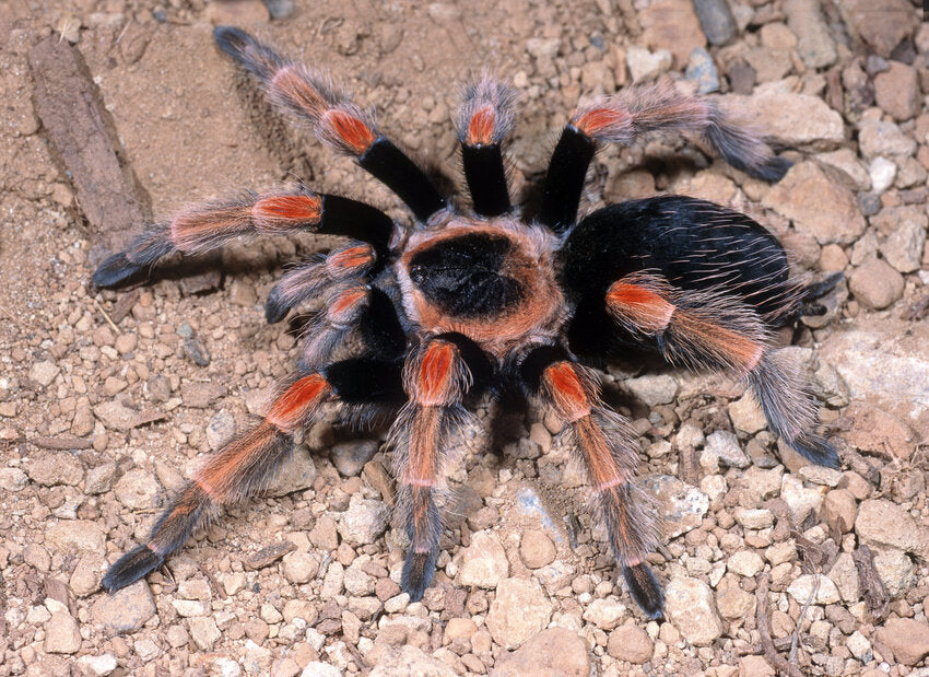 Mexican Orange Beauty Tarantula | Brachypelma baumgarteni (Med) *Rare ...