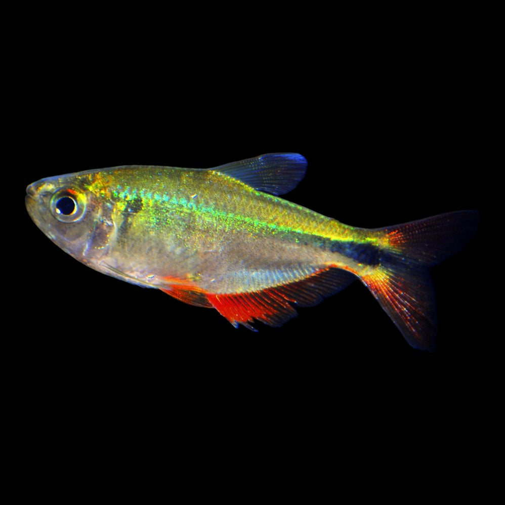 Buy Tropical Fish Online Ireland | Buy Freshwater Fish Online | Buy ...