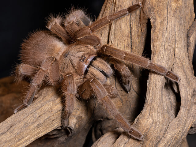 Asian Fawn Tarantula | Chilobrachys huahini (S) — Newlands Garden Centre