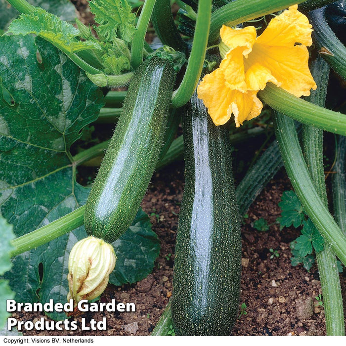Courgette 'Defender' F1 Hybrid — Newlands Garden Centre