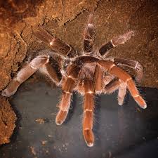 Cameroon Red Baboon Spider (Hysterocrates gigas “Cameroon Red ...