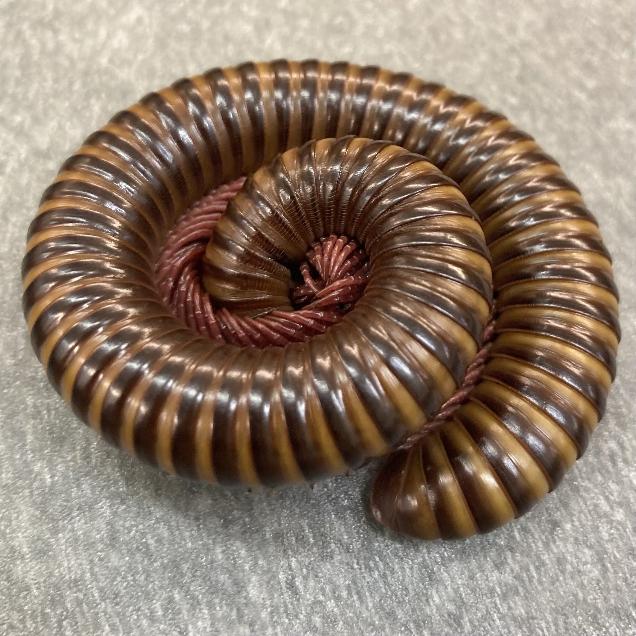 Buy Reptiles Online Ireland | Snakes, Lizards, Amphibians, Tortoises ...