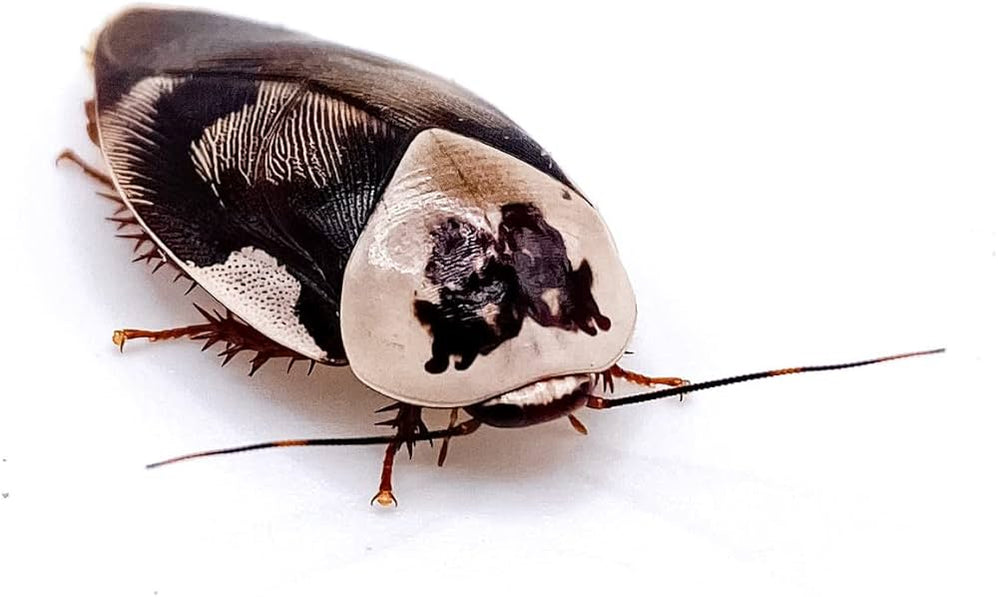 Reptile Shop Dublin | Pet Reptiles For Sale | Snakes, Lizards ...