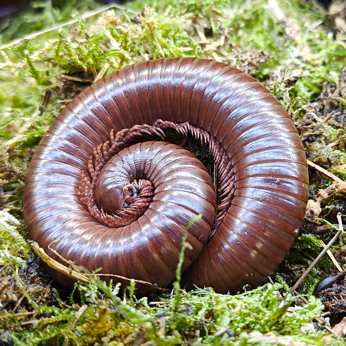 Chocolate Millipede — Newlands Garden Centre