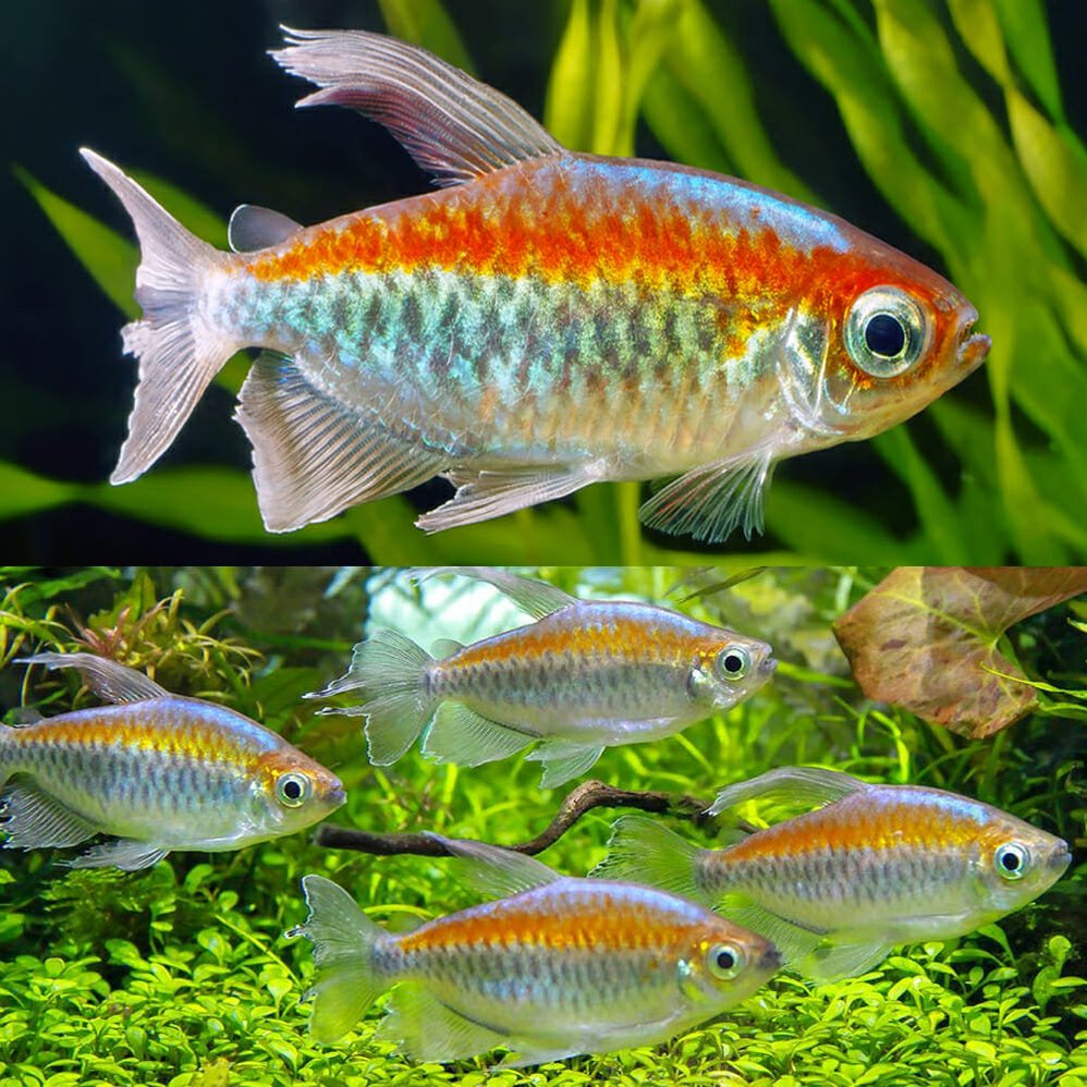 Buy Tropical & Coldwater Fish Online Ireland | Tropical Fish Store ...
