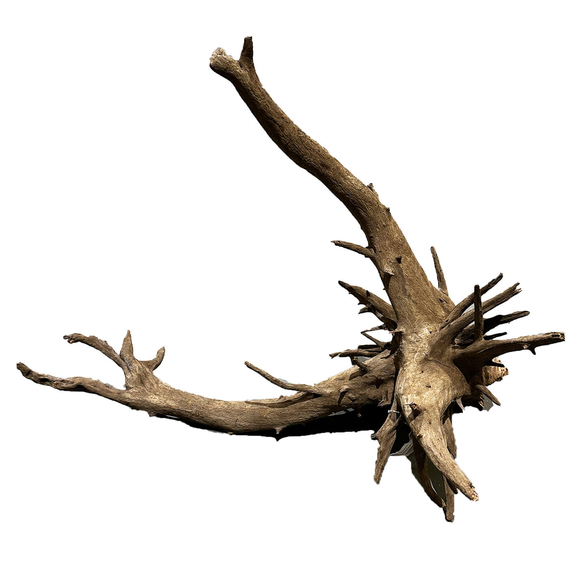 Corbo Root Stump XL 50-60cm — Newlands Garden Centre