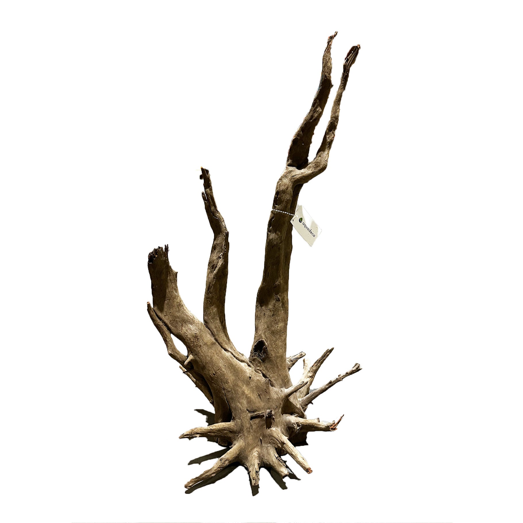 Corbo Root Stump XL 50-70cm — Newlands Garden Centre