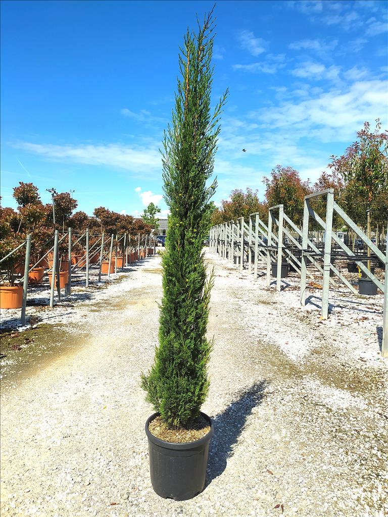 Buy Trees Suitable For Small Gardens Online Ireland | Top Trees For ...