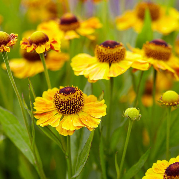 Helenium 'The Bishop' | Sneezeweed 2 Litre — Newlands Garden Centre