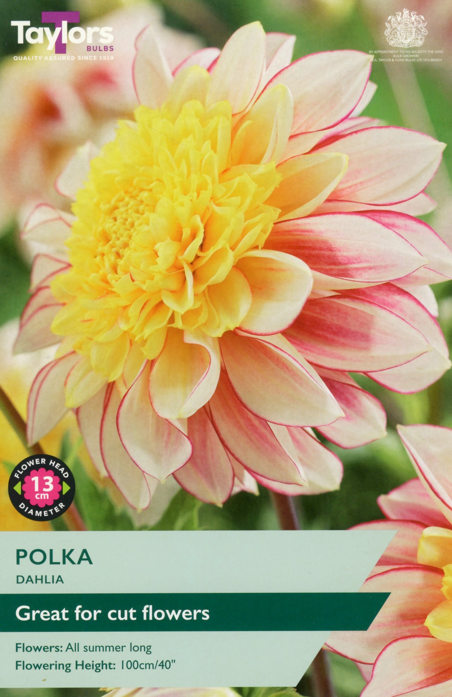 Dahlia Polka 1 Bulb Per Pack — Newlands Garden Centre