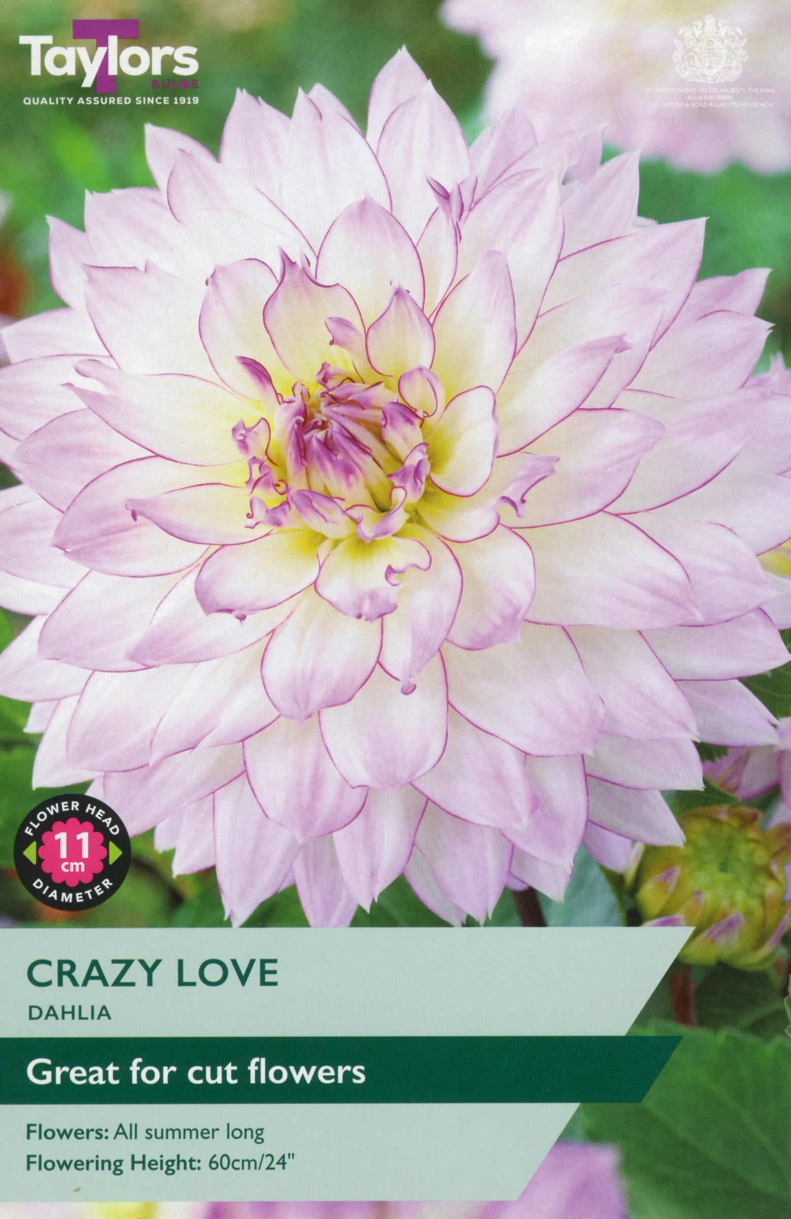 Dahlia Crazy Love 1 Bulb Per Pack — Newlands Garden Centre